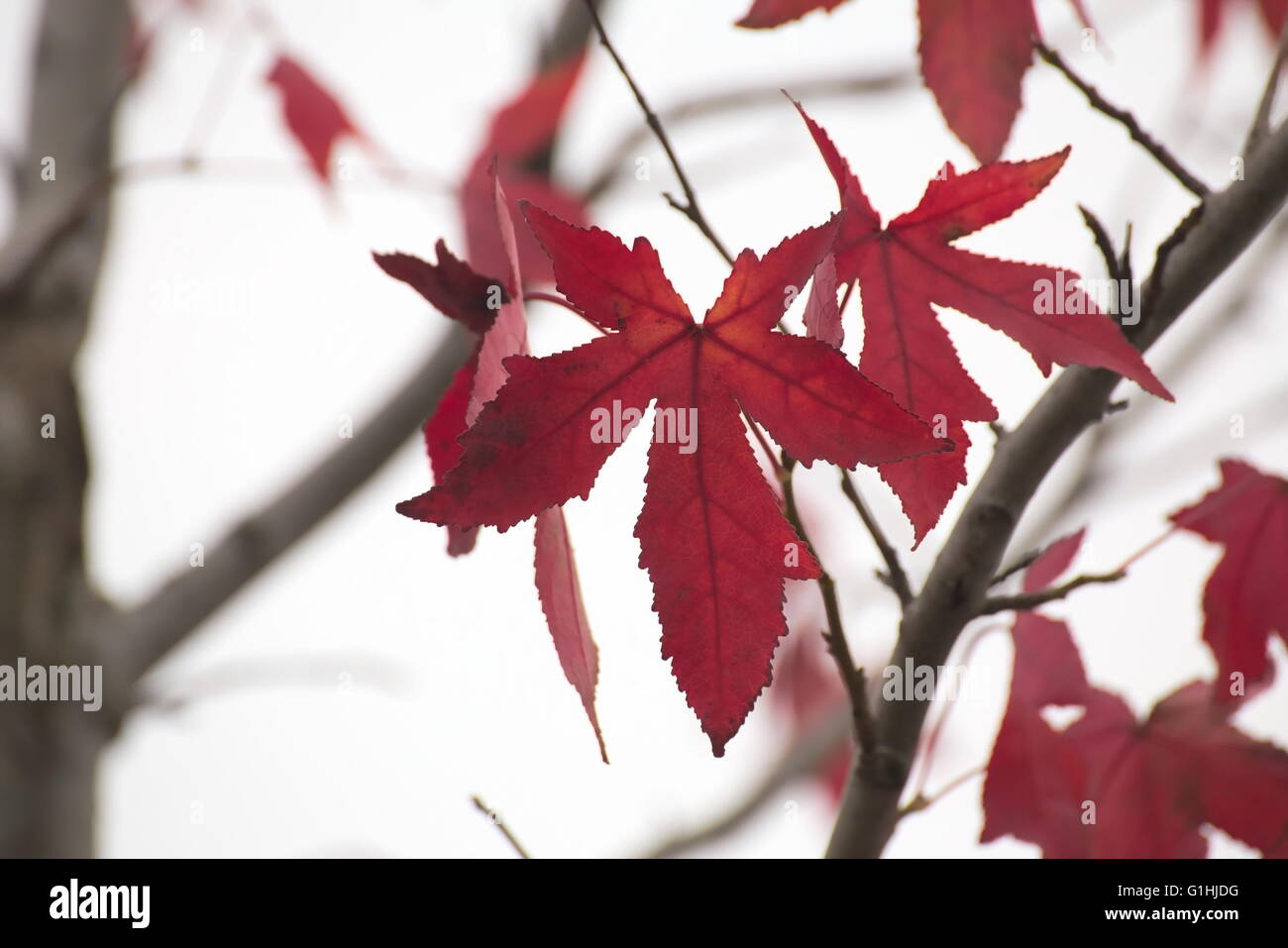 High color saturation hi-res stock photography and images - Alamy