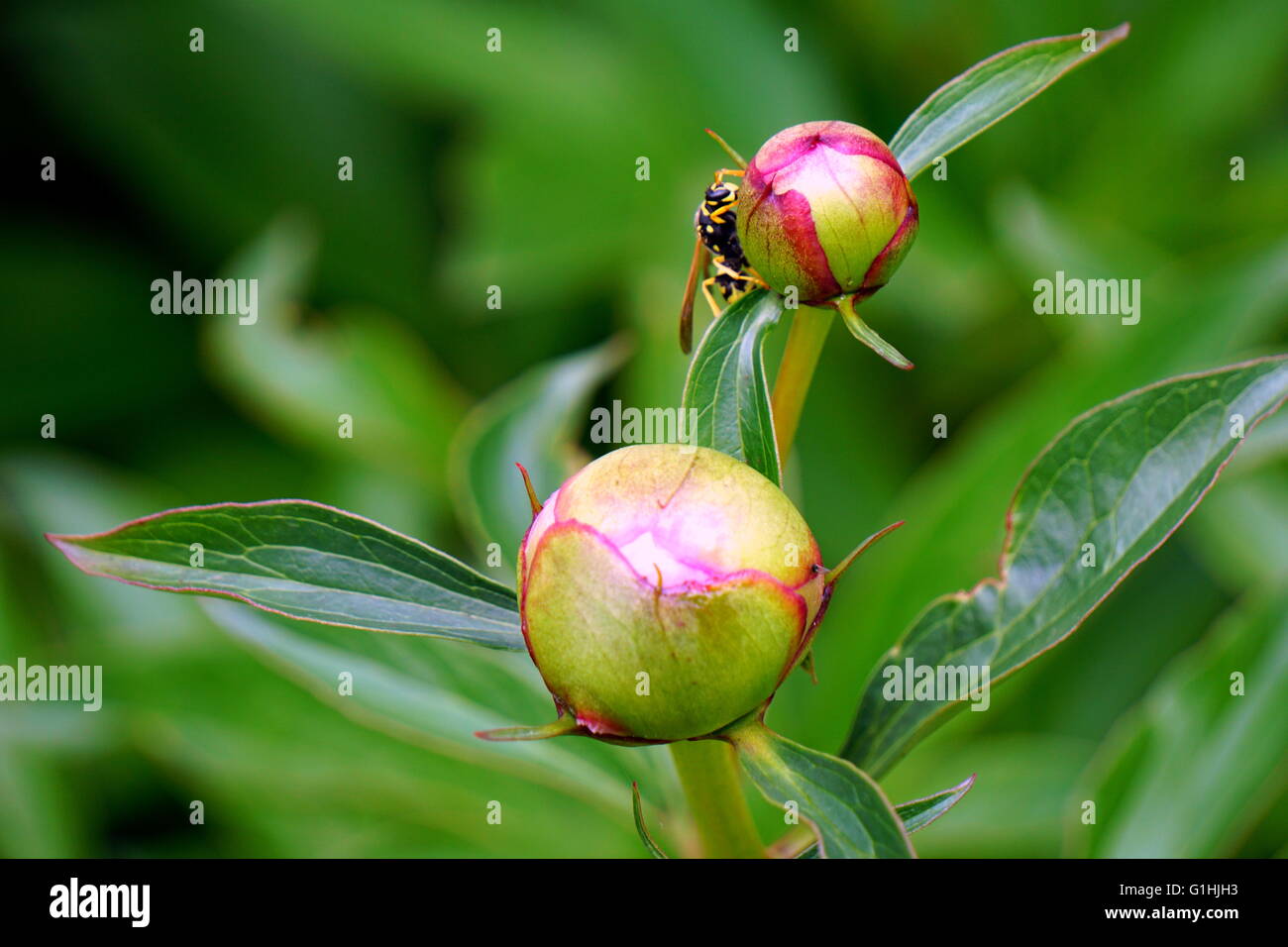 Buds of a peony hi-res stock photography and images - Alamy