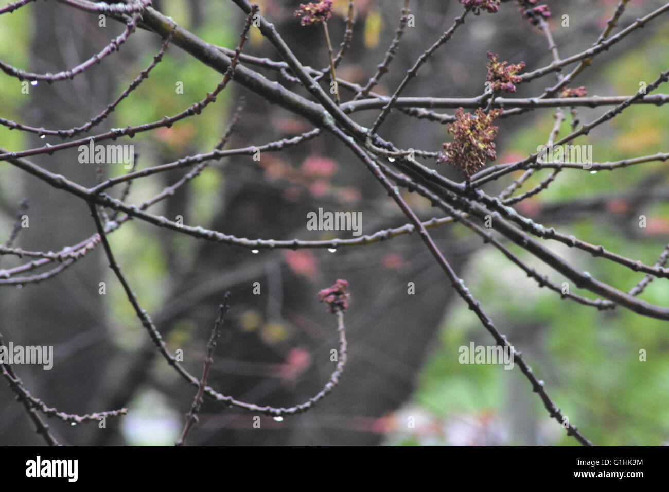 Water drops from tree branches Stock Photo - Alamy