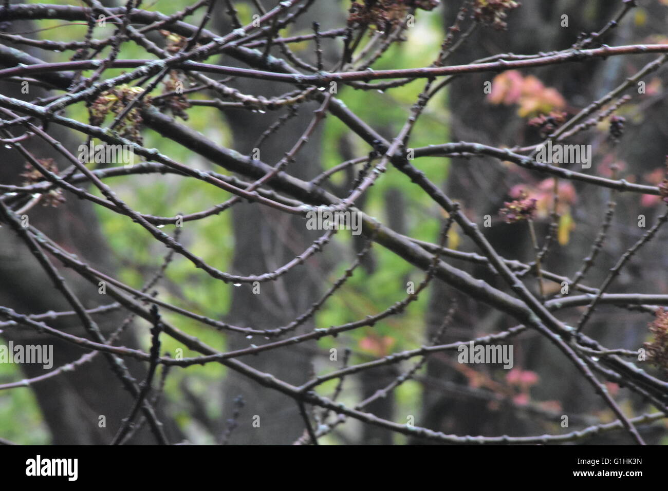 Water drops from tree branches Stock Photo - Alamy