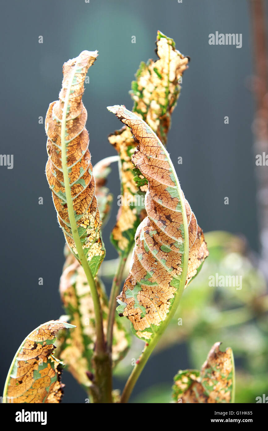 Rotting leaf close up hi-res stock photography and images - Alamy