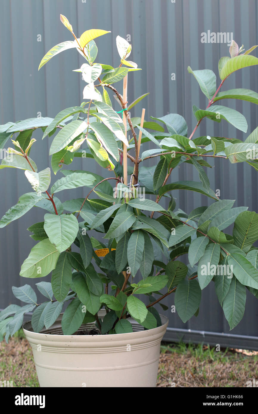 Guava psidium guajava hi-res stock photography and images - Alamy