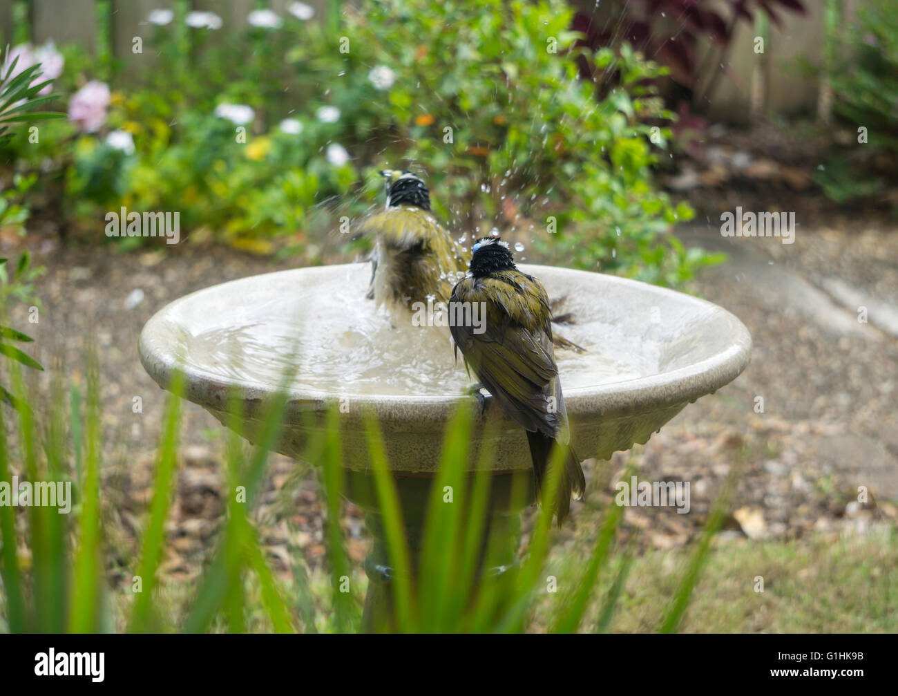 Australian native birds hi-res stock photography and images - Alamy