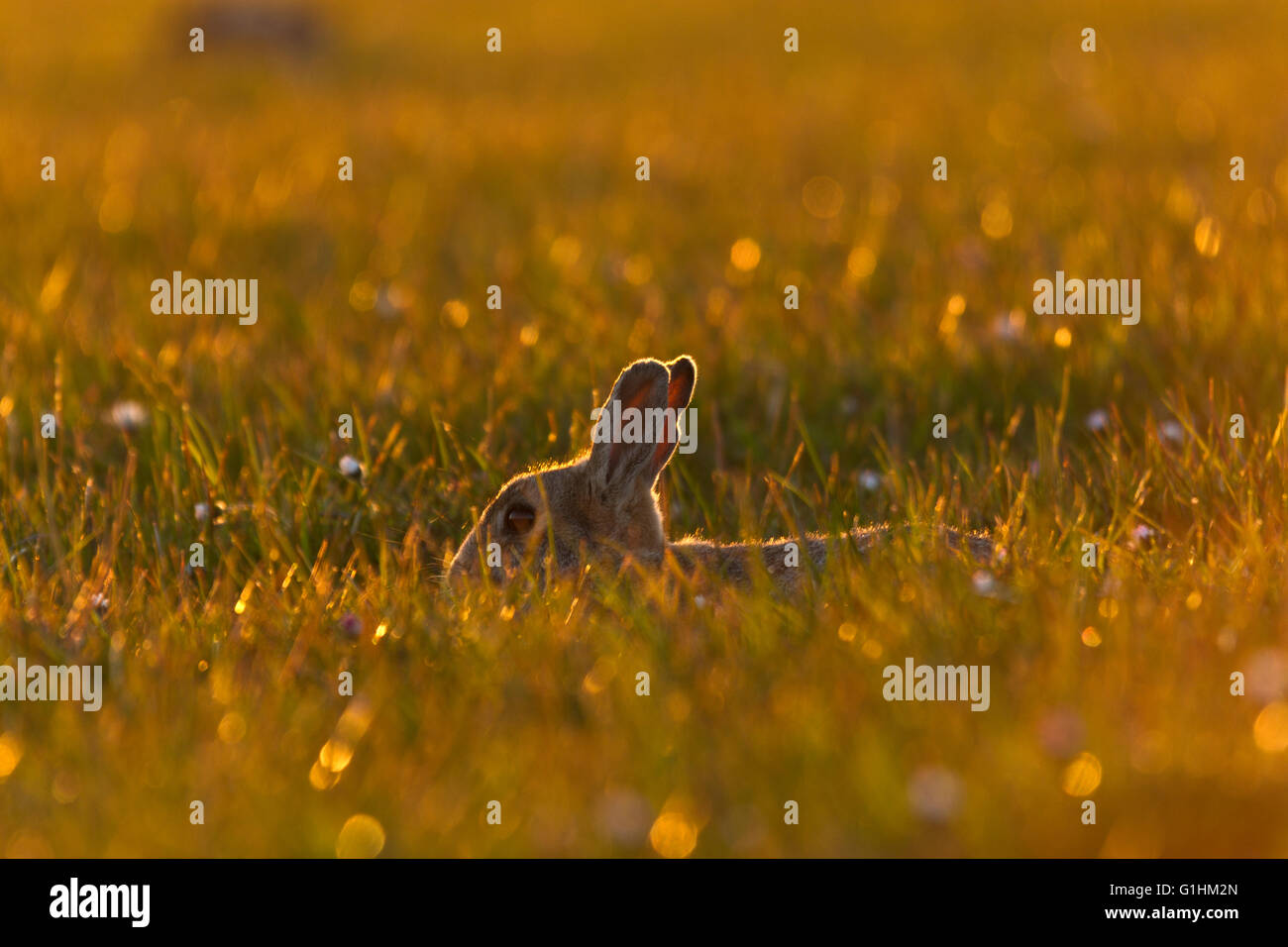 Cuniculus oryctolagus hi-res stock photography and images - Alamy