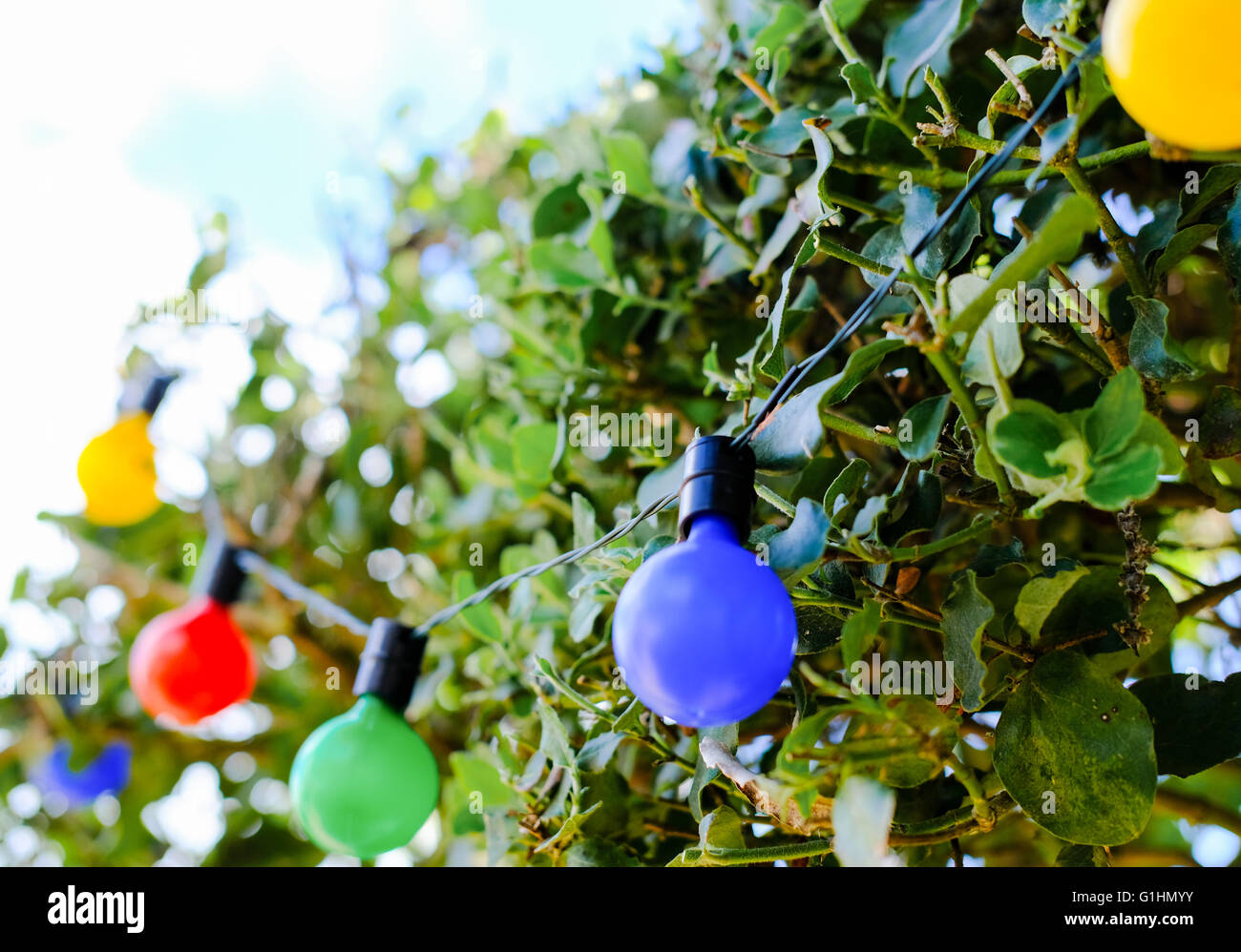 Solar powered party LED lights seen illuminated on a tree as seen in a ...