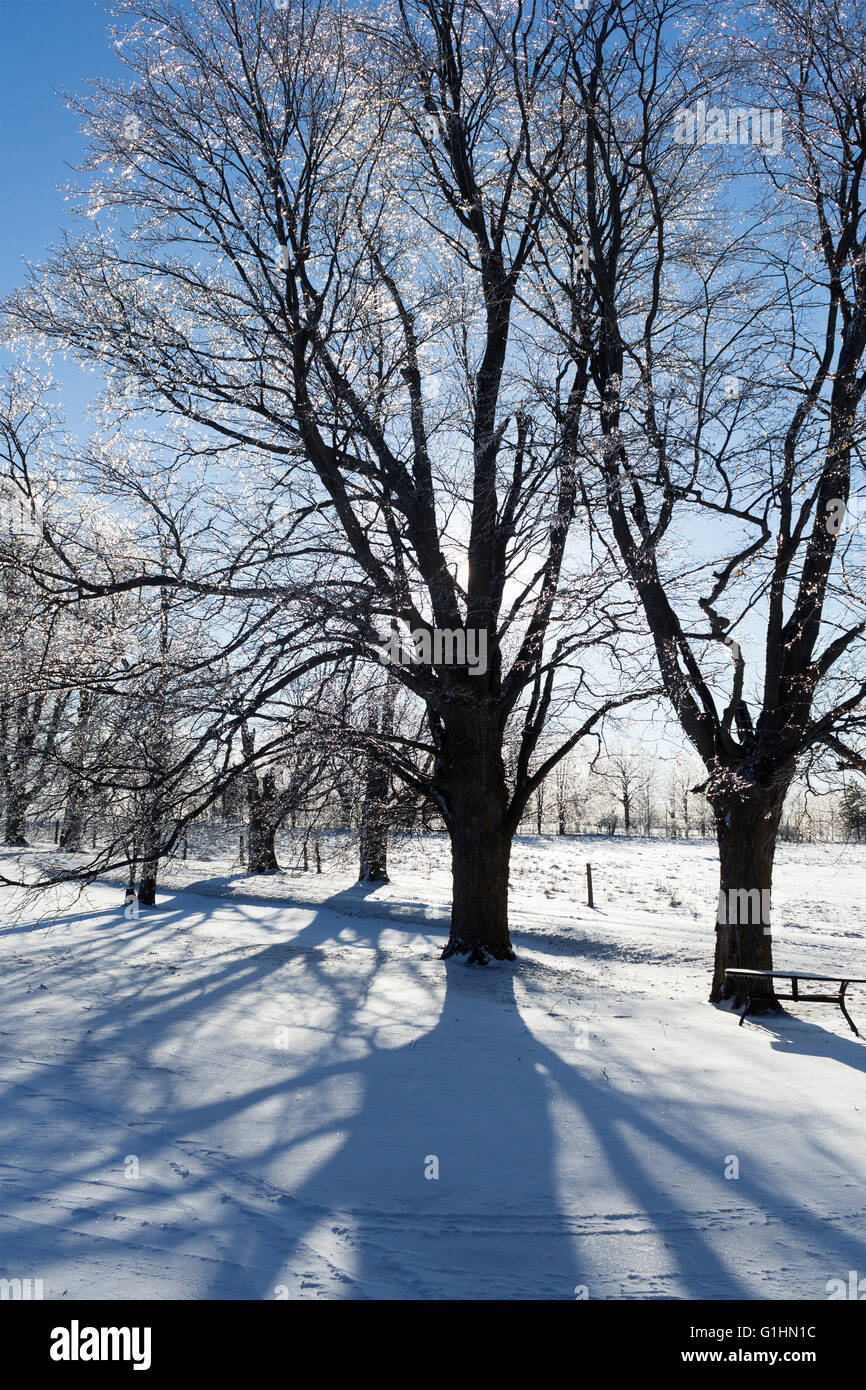 Maple Trees In Winter