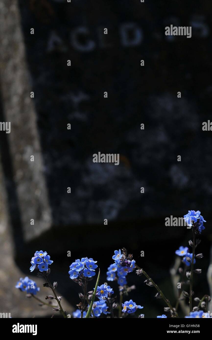 forget me not at grave headstone Stock Photo - Alamy