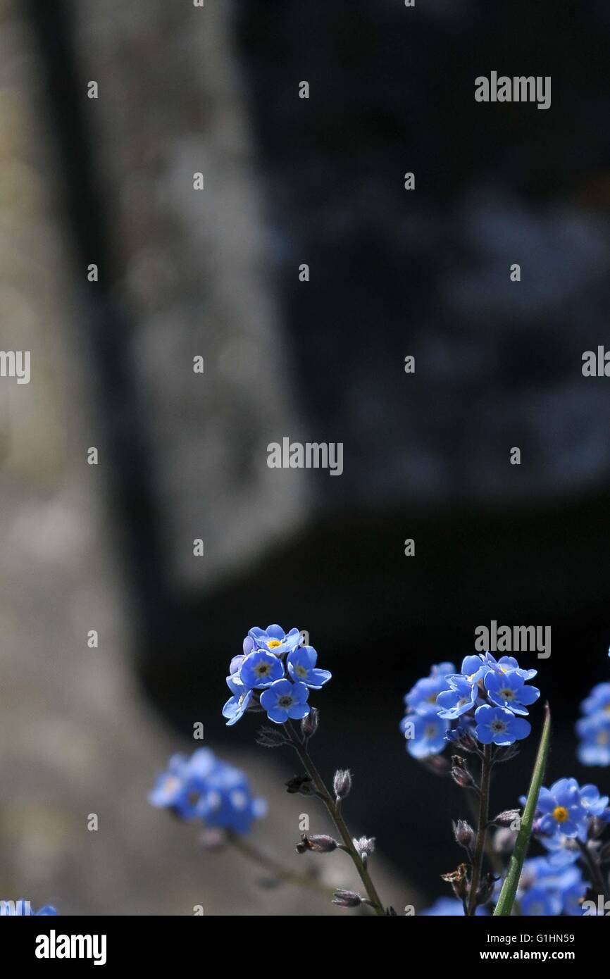 Forget me not photographed with depth of field hi-res stock photography ...