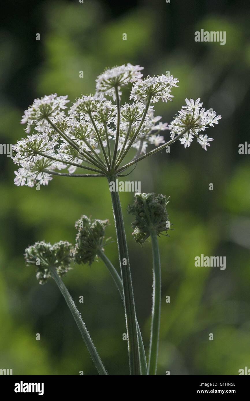 cow parsley with sun shining with blurred background cow parsley in ...