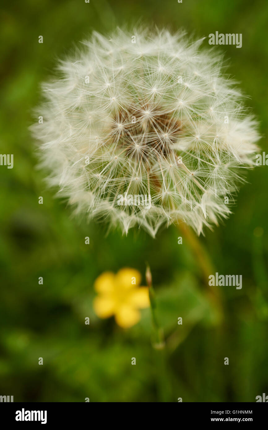 Dandelion in bloom hi-res stock photography and images - Alamy