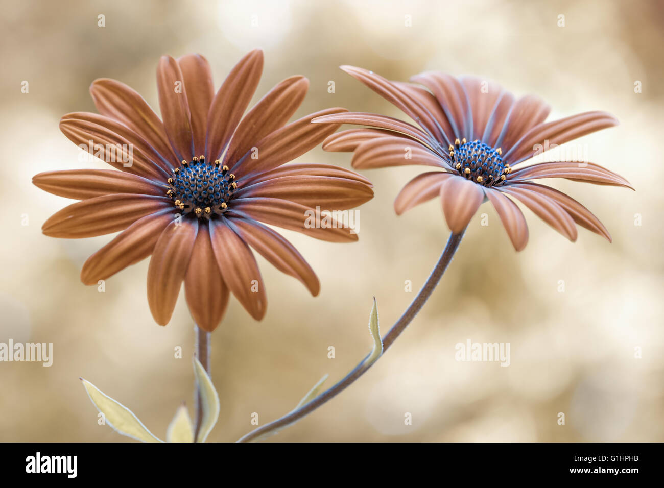 Osteospermum flower /Cape daisy Stock Photo - Alamy