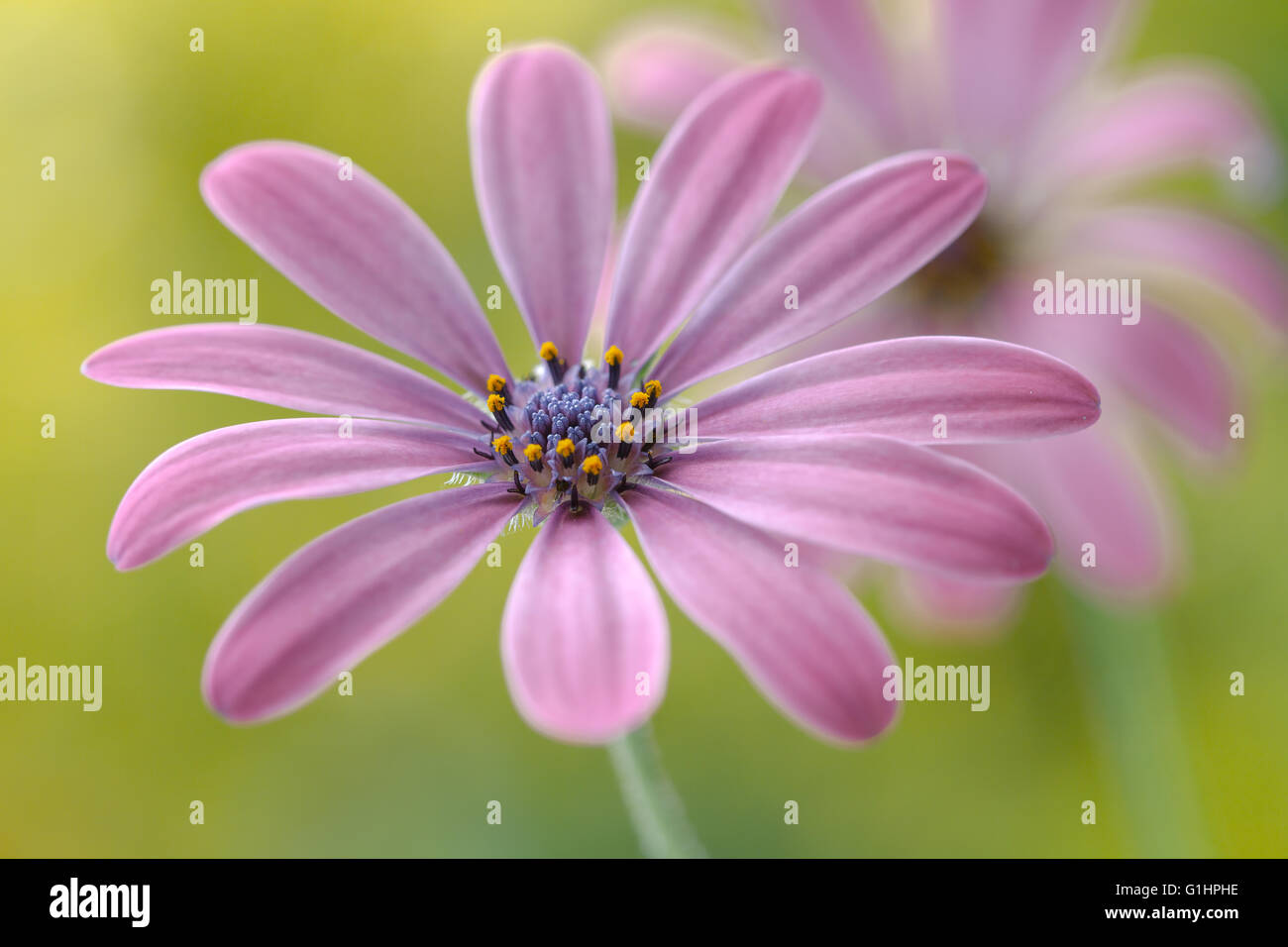 Osteospermum flower /Cape daisy Stock Photo - Alamy