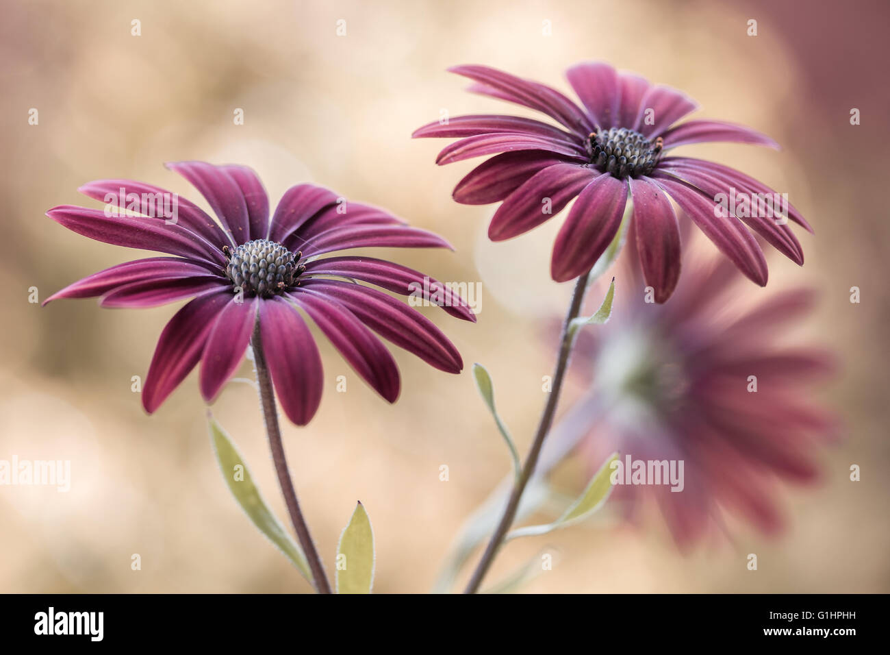 Osteospermum red hi-res stock photography and images - Alamy
