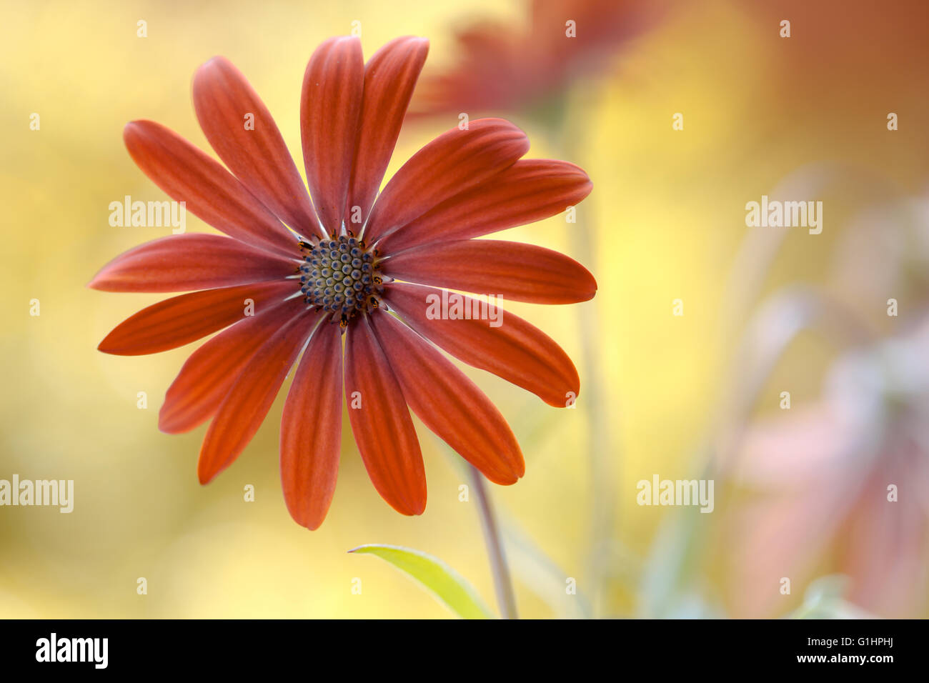 Osteospermum Red High Resolution Stock Photography and Images - Alamy