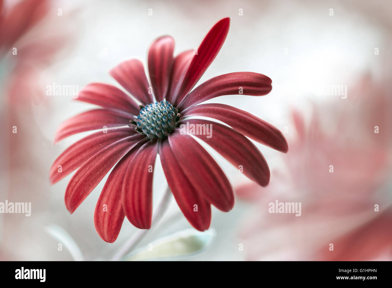 Osteospermum red hi-res stock photography and images - Alamy