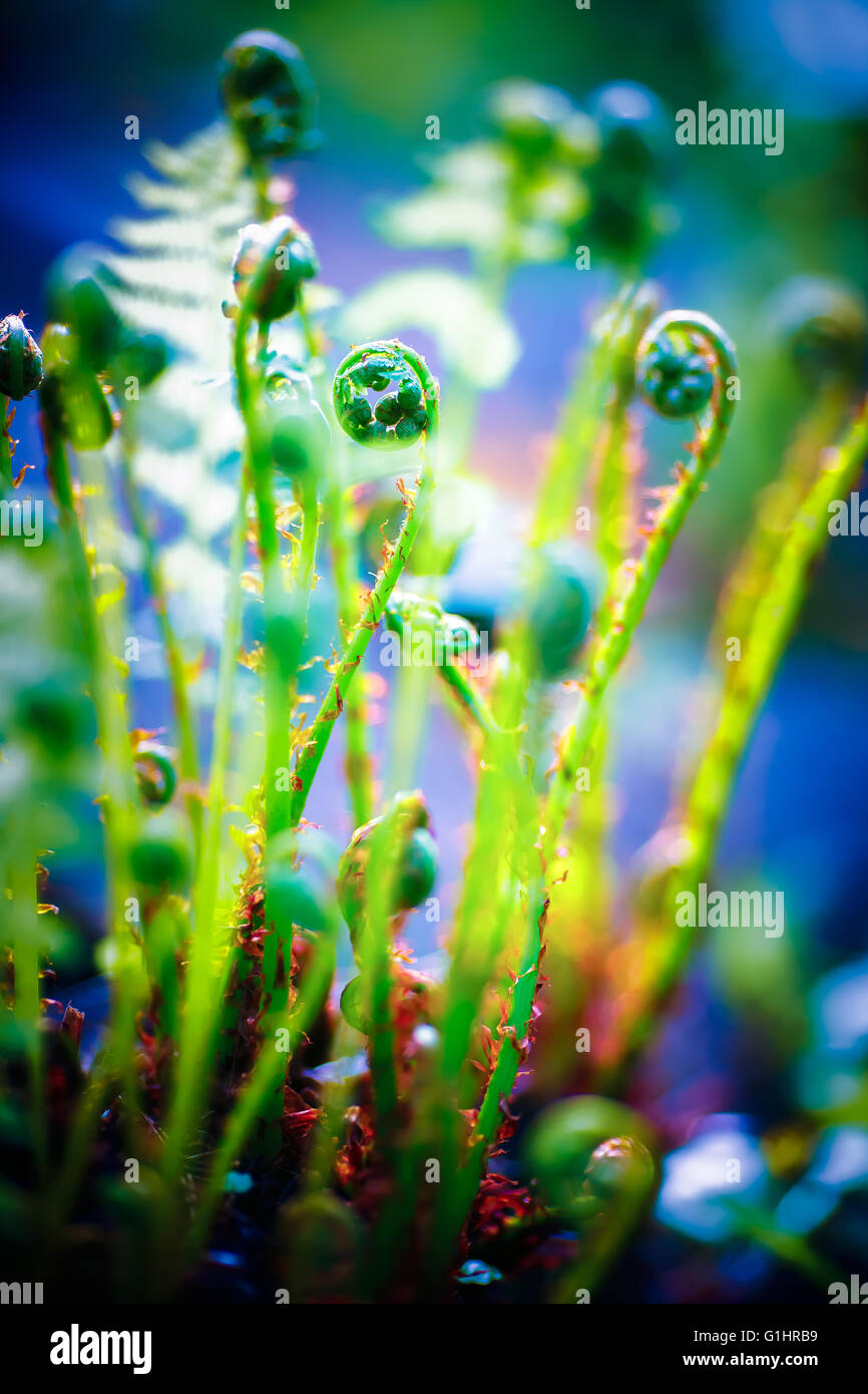 Bracken in the forest Stock Photo - Alamy
