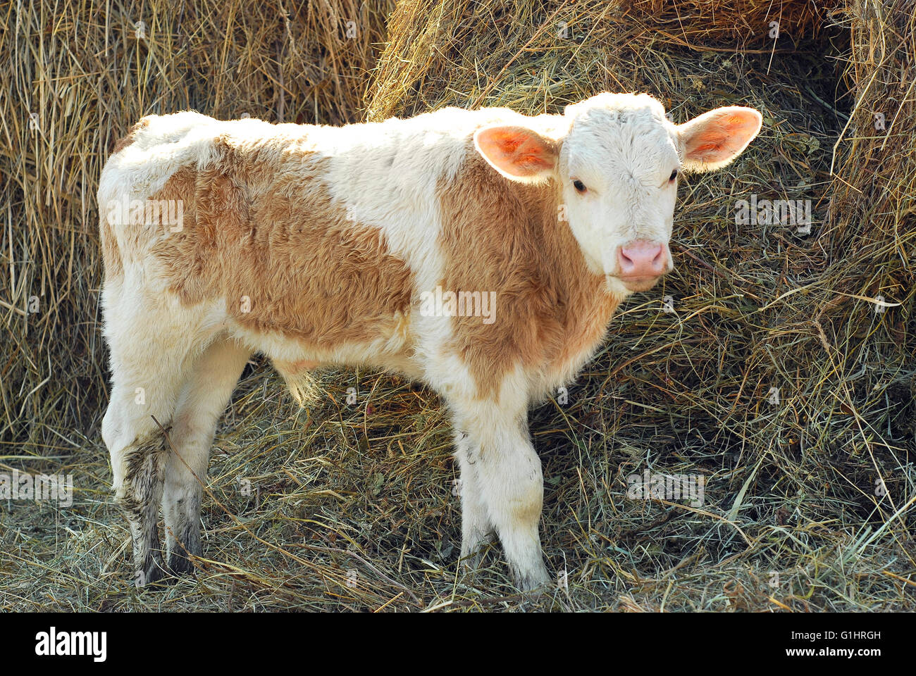 Cow and calf hi-res stock photography and images - Alamy