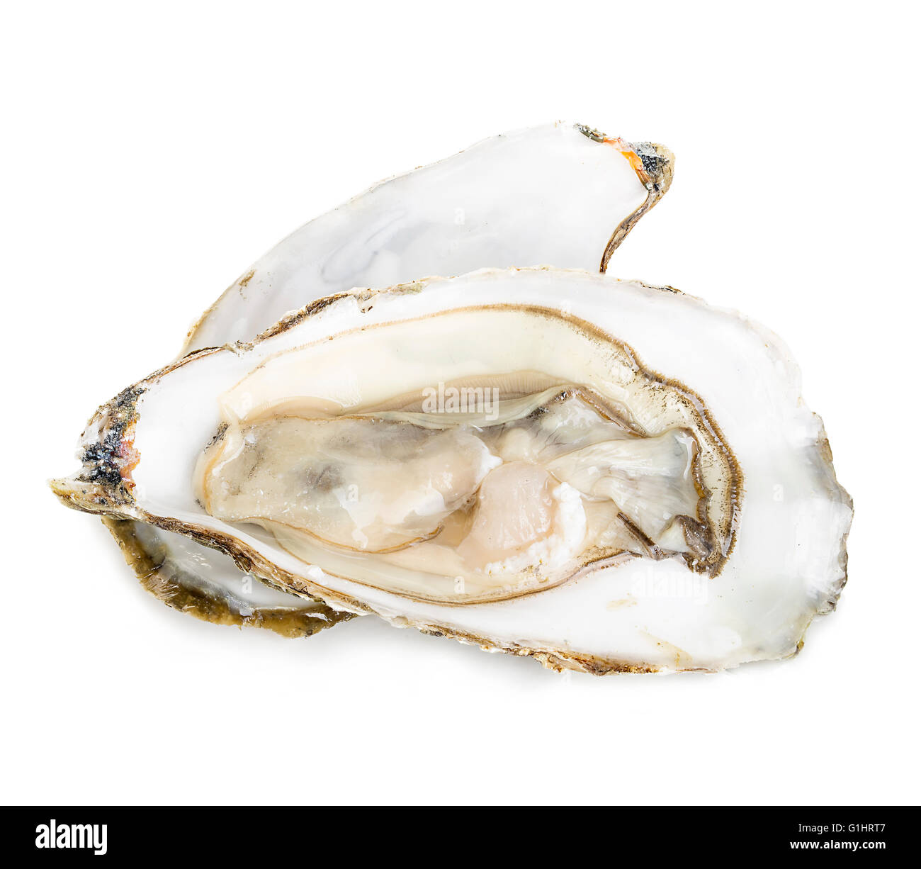 Oyster close-up isolated on a white background Stock Photo - Alamy