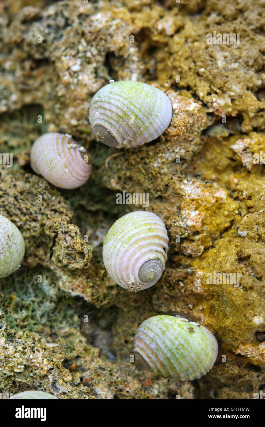 Group of small snails on stone Stock Photo - Alamy