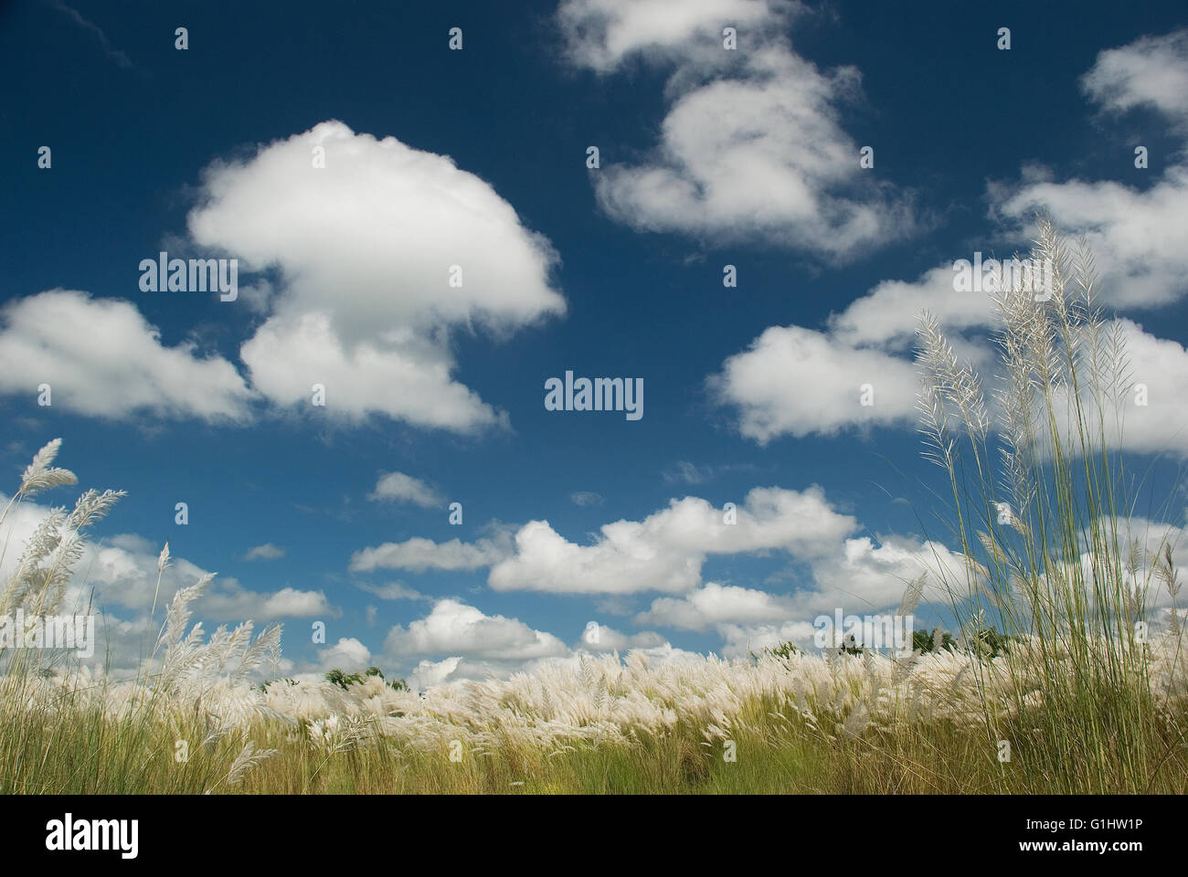 Rural Bengal landscape at Autumn, near Kolkata, West Bengal, India ...