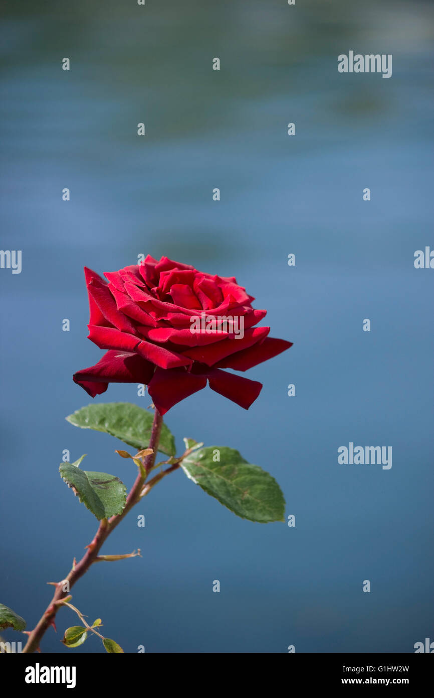 Vivid fresh red rose isolated against blue sea background including ...