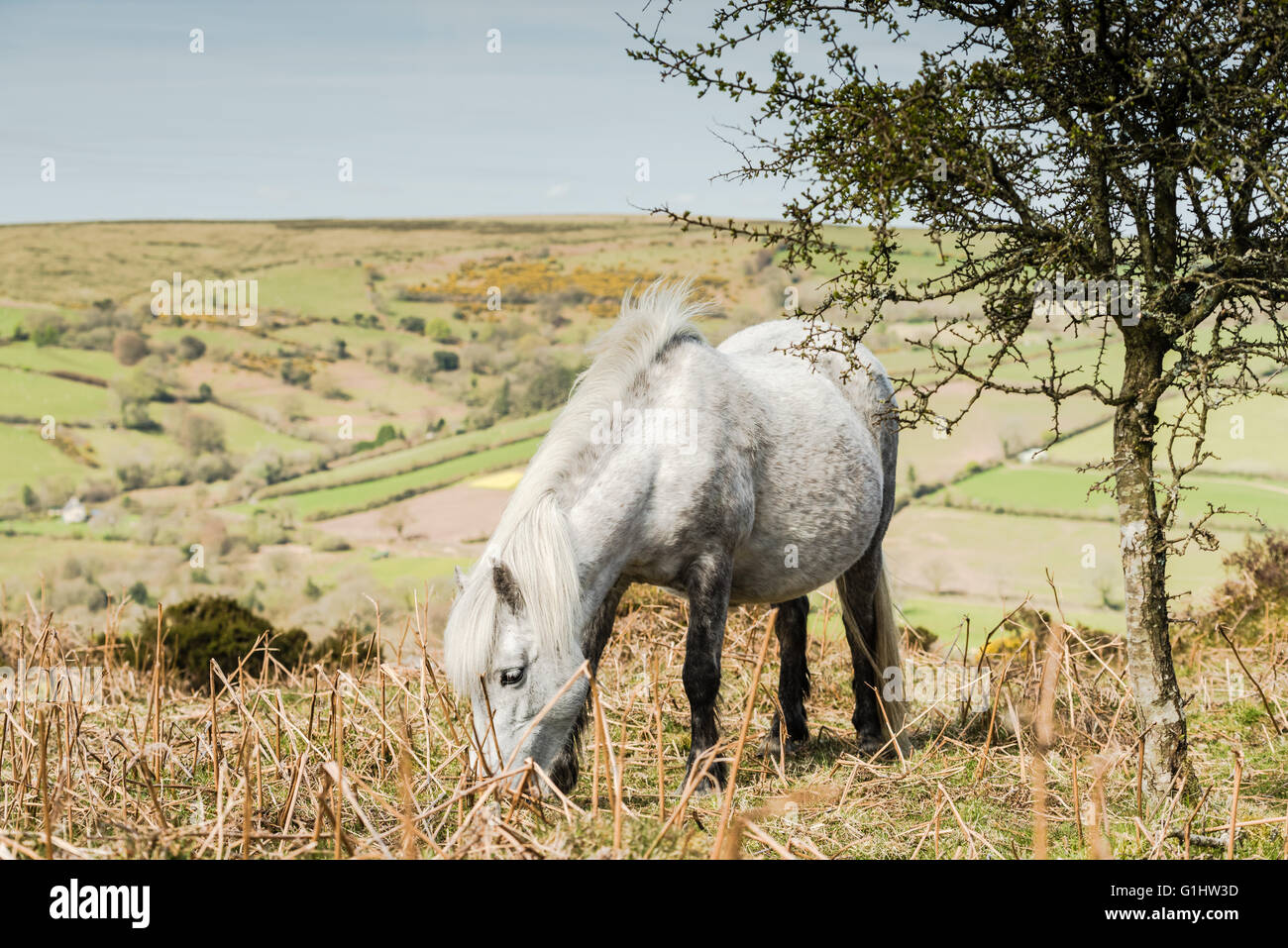 Devon and cornwall wildlife hi-res stock photography and images - Alamy