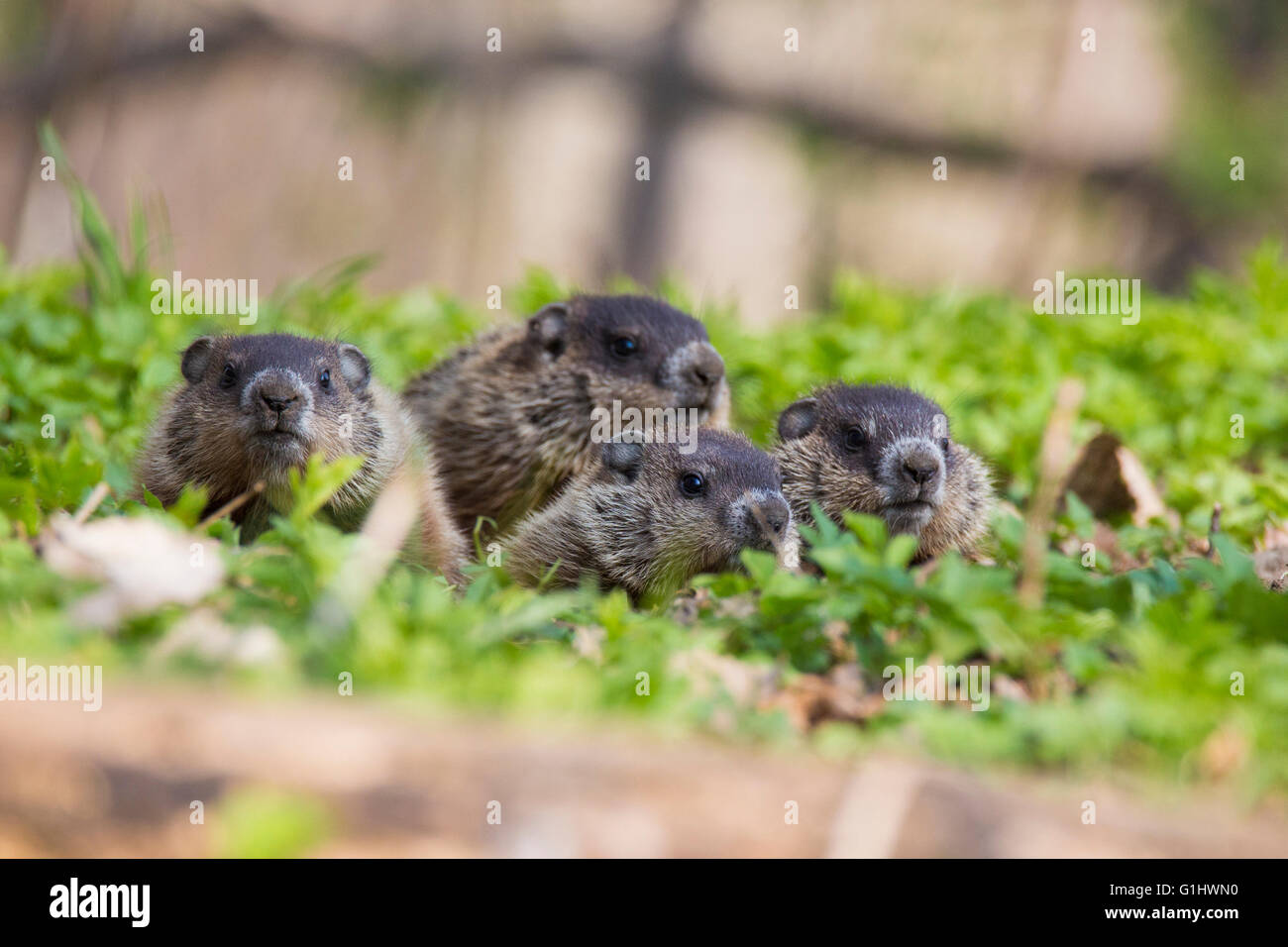 Cute Groundhog family (Marmota monax) also known as a woodchuck feeding ...