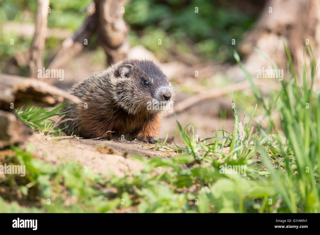 Cute Groundhog family (Marmota monax) also known as a woodchuck feeding ...