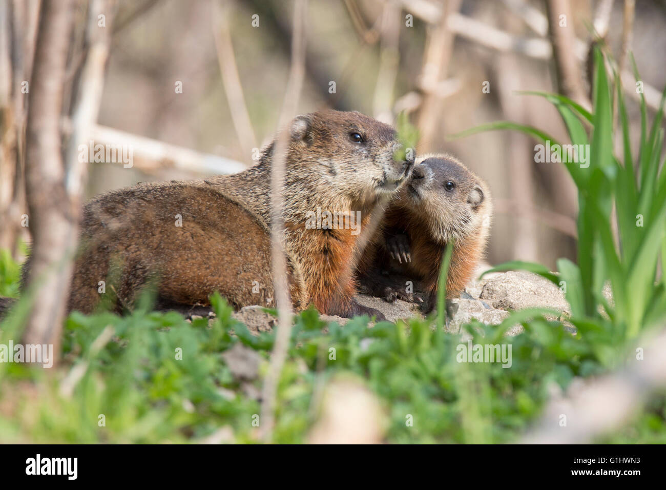 Cute Groundhog family (Marmota monax) also known as a woodchuck feeding ...