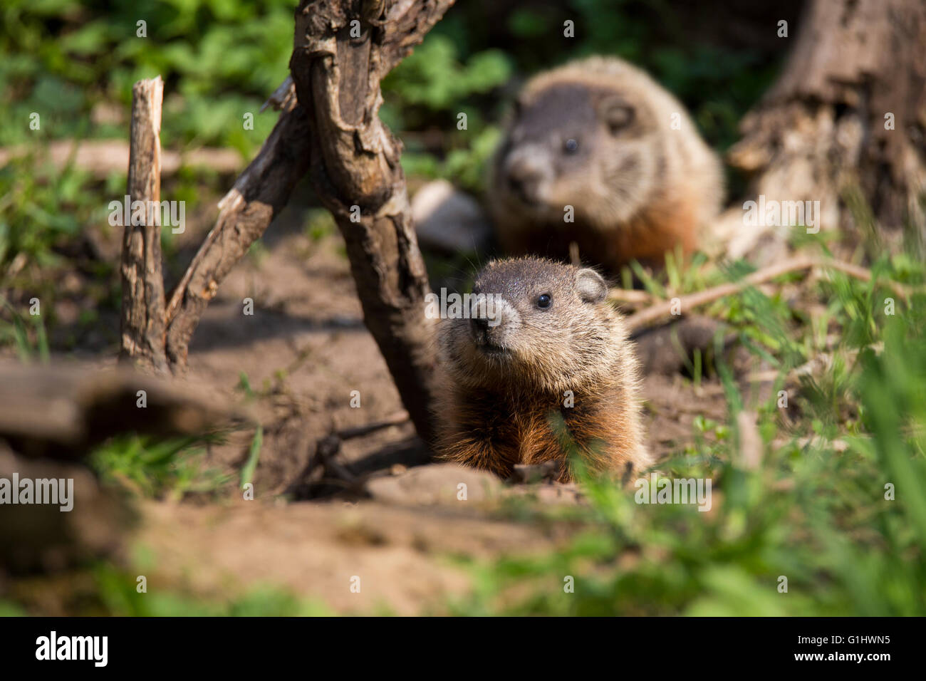 Cute Groundhog family (Marmota monax) also known as a woodchuck feeding ...