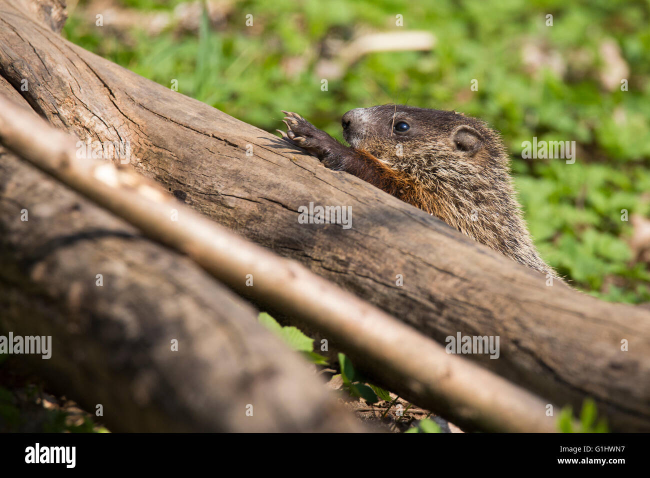 Cute Groundhog family (Marmota monax) also known as a woodchuck feeding ...