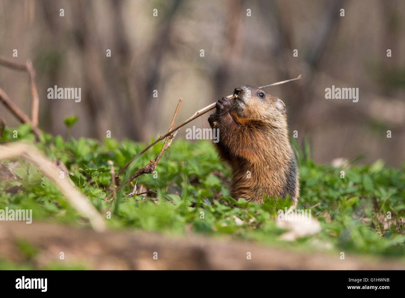 Cute Groundhog family (Marmota monax) also known as a woodchuck feeding ...