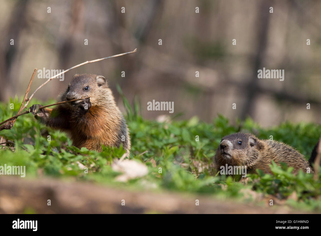 Cute Groundhog family (Marmota monax) also known as a woodchuck feeding ...