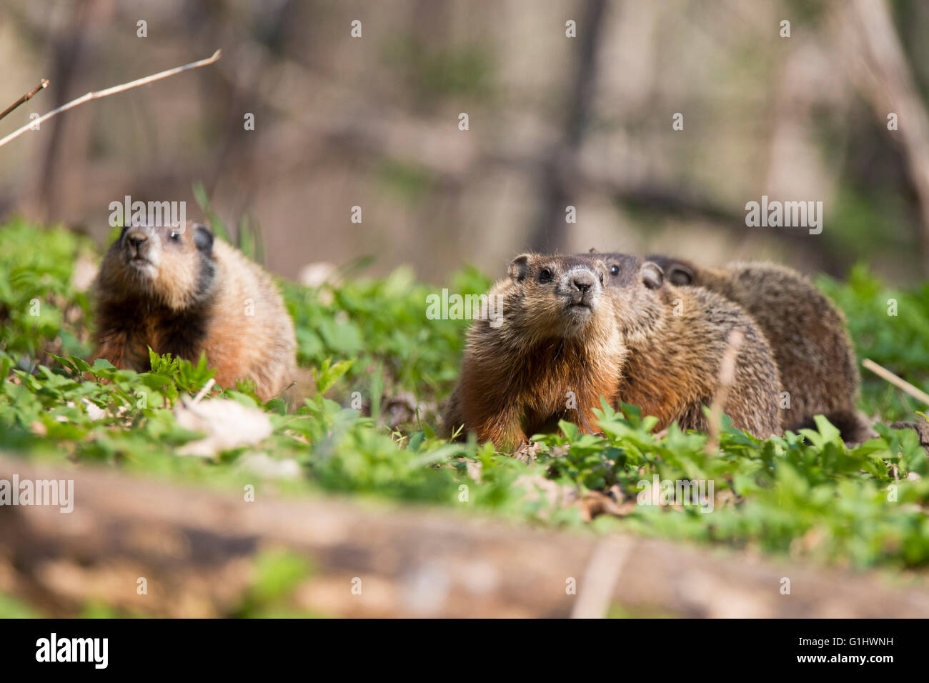 Cute Groundhog family (Marmota monax) also known as a woodchuck feeding ...