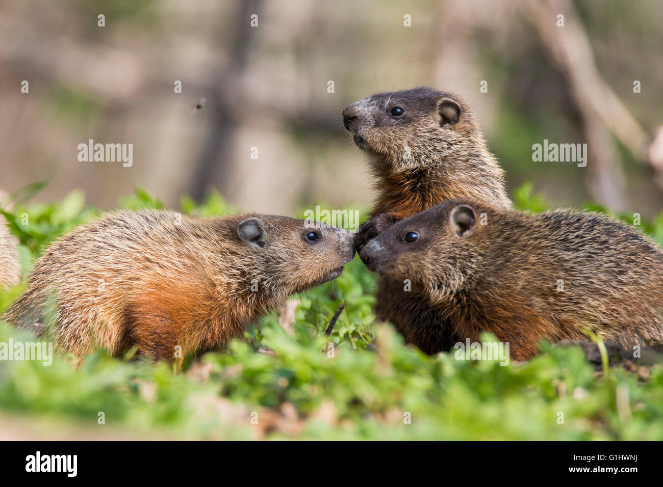 Cute Groundhog family (Marmota monax) also known as a woodchuck feeding ...