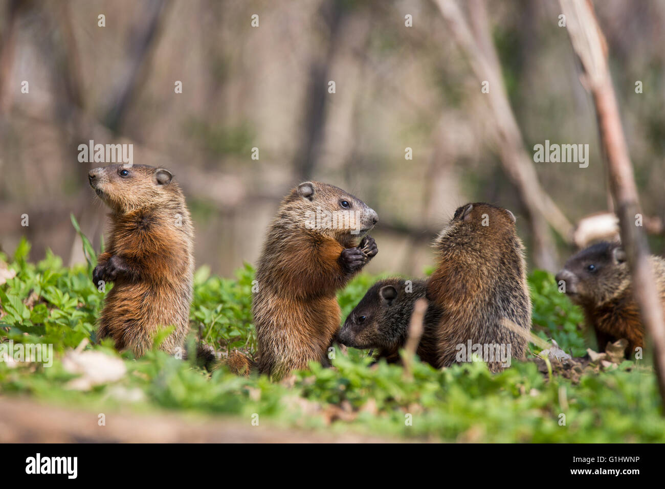 Cute Groundhog family (Marmota monax) also known as a woodchuck feeding ...