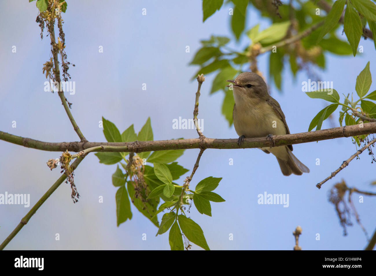 The warbling vireo (Vireo gilvus) singing in spring Stock Photo - Alamy