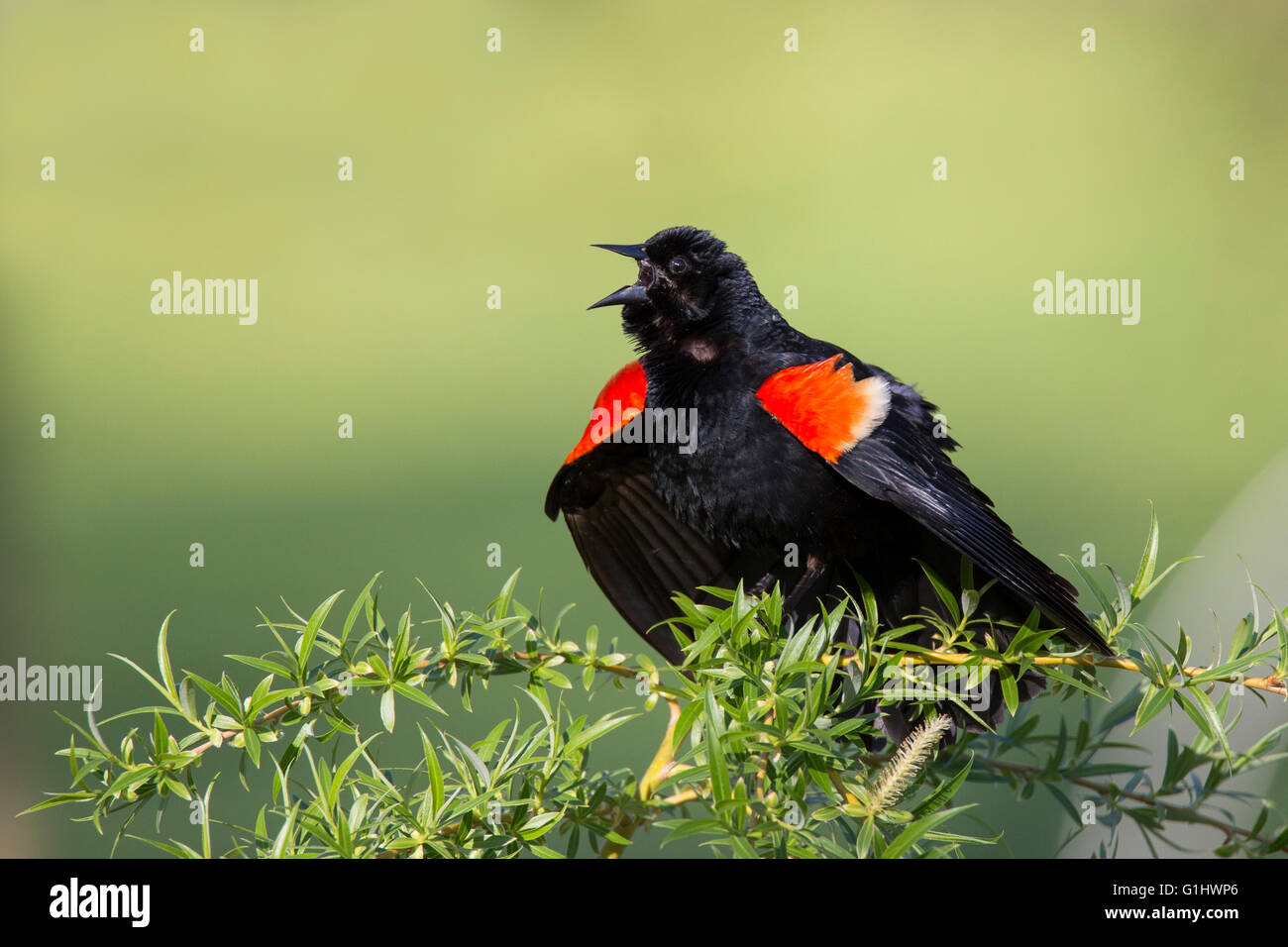 Redwinged black bird hi-res stock photography and images - Alamy