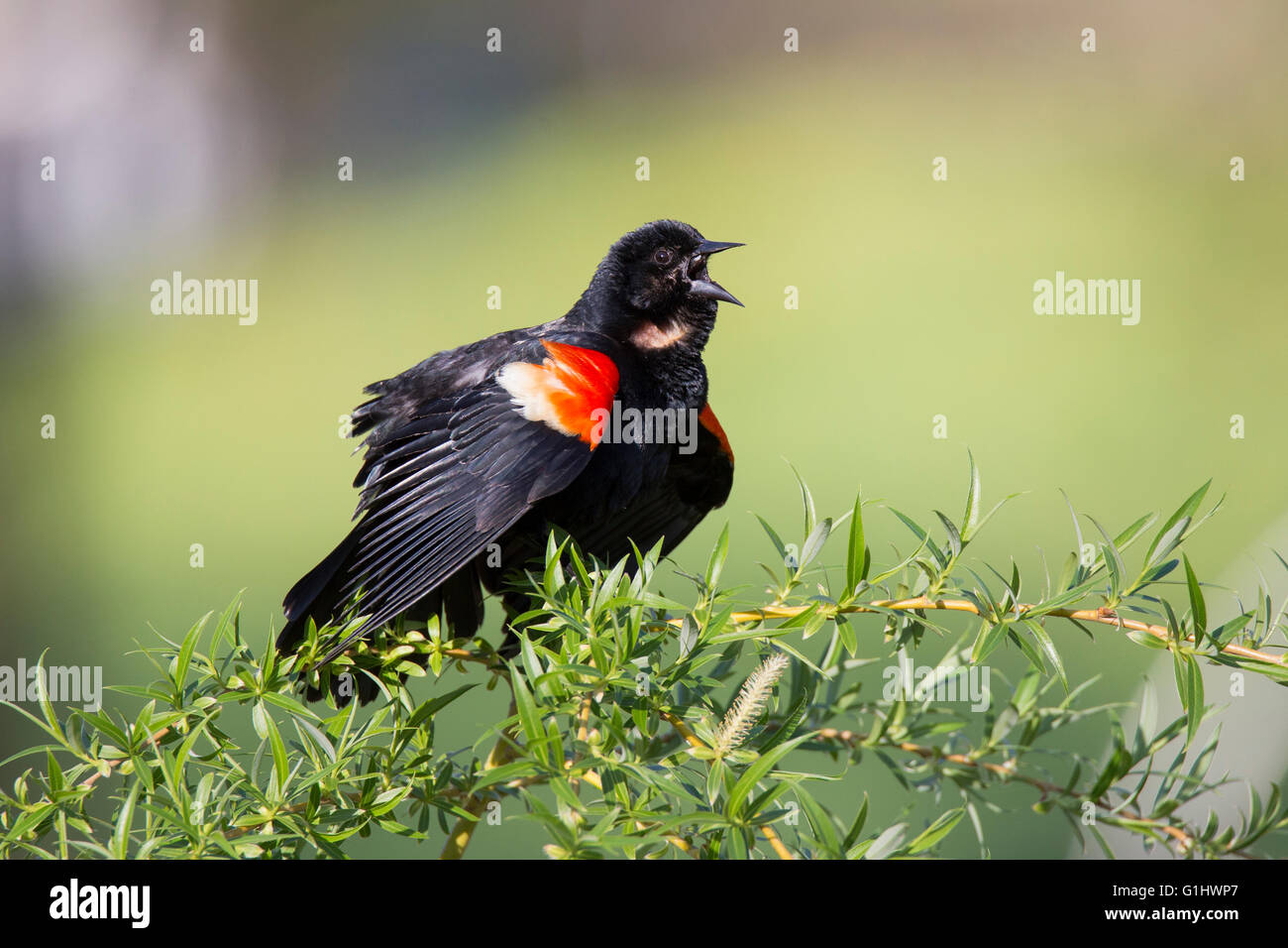 Redwing blackbird migration hi-res stock photography and images - Alamy