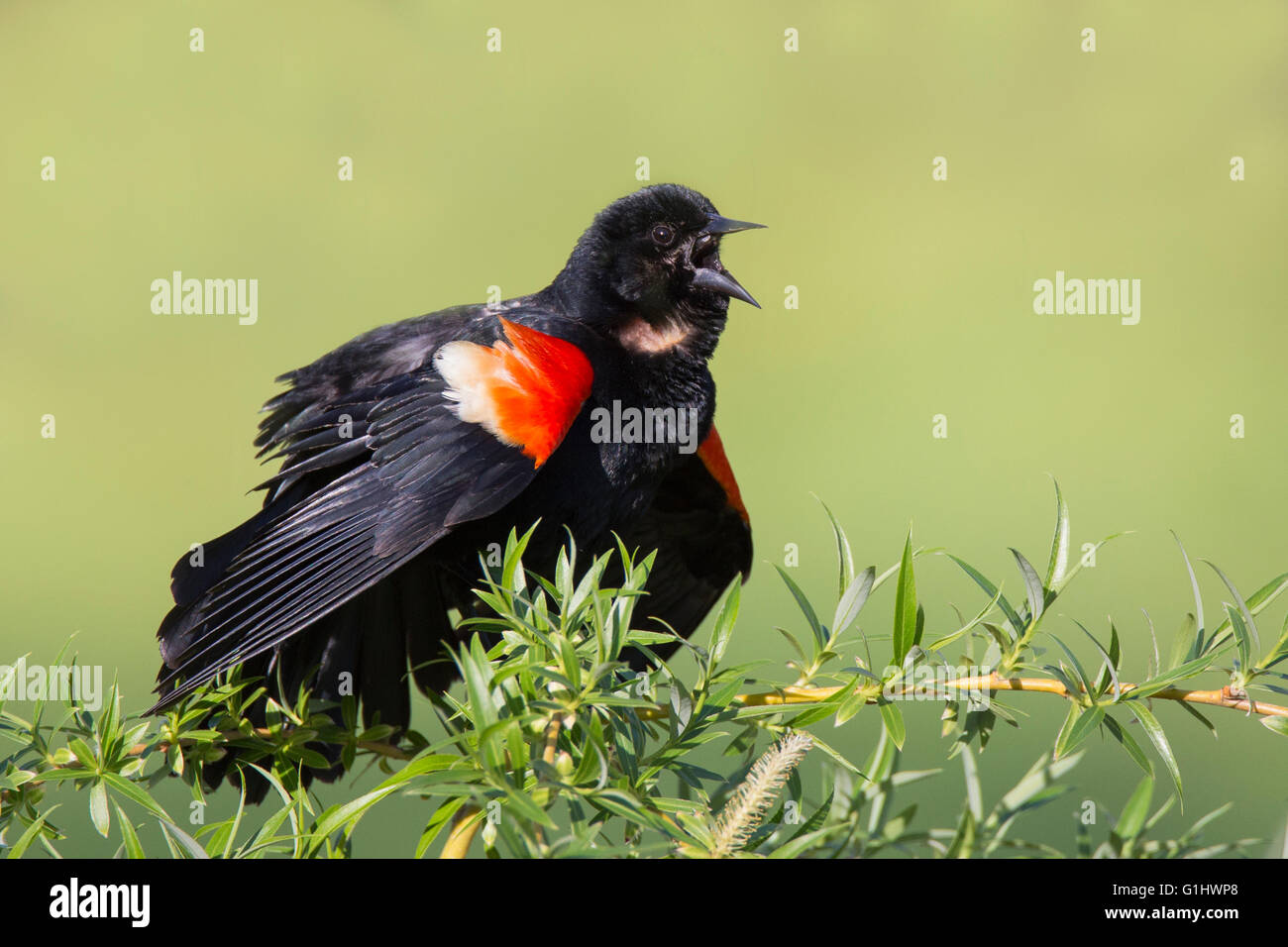 Redwinged black bird hi-res stock photography and images - Alamy
