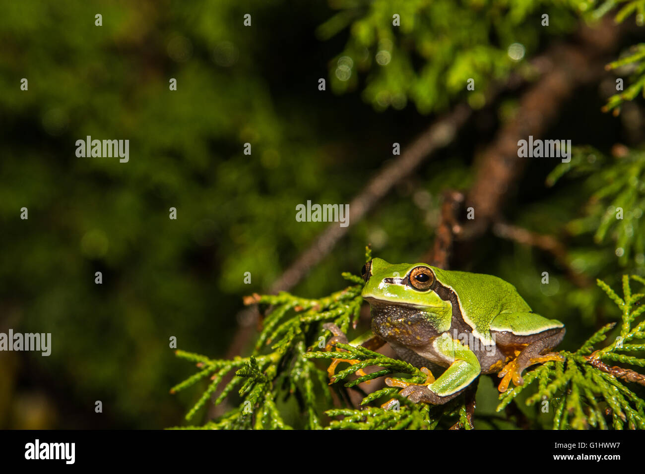 Pine barrens tree frog hi-res stock photography and images - Alamy