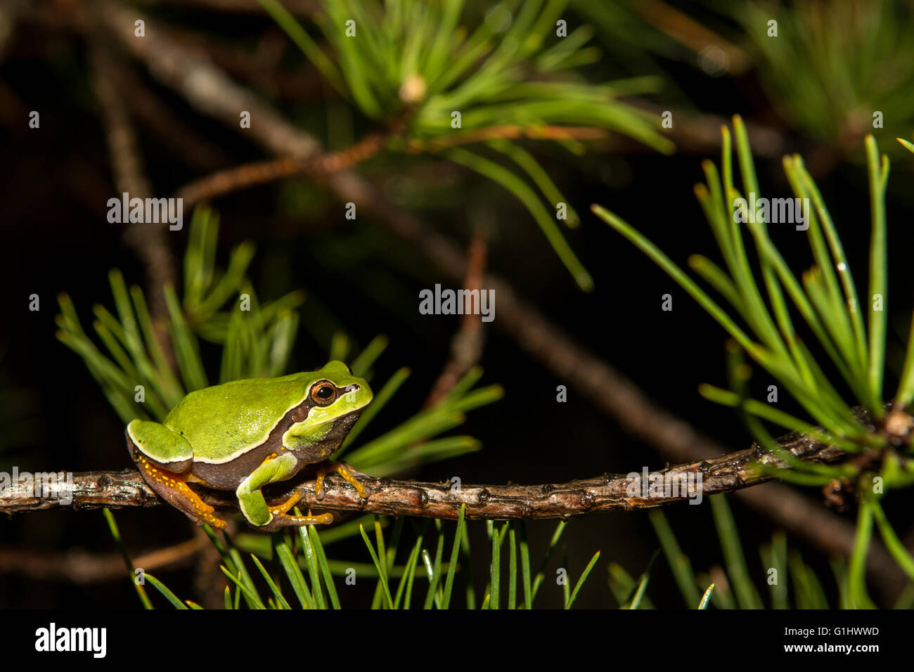 Pine barrens tree frog hi-res stock photography and images - Alamy