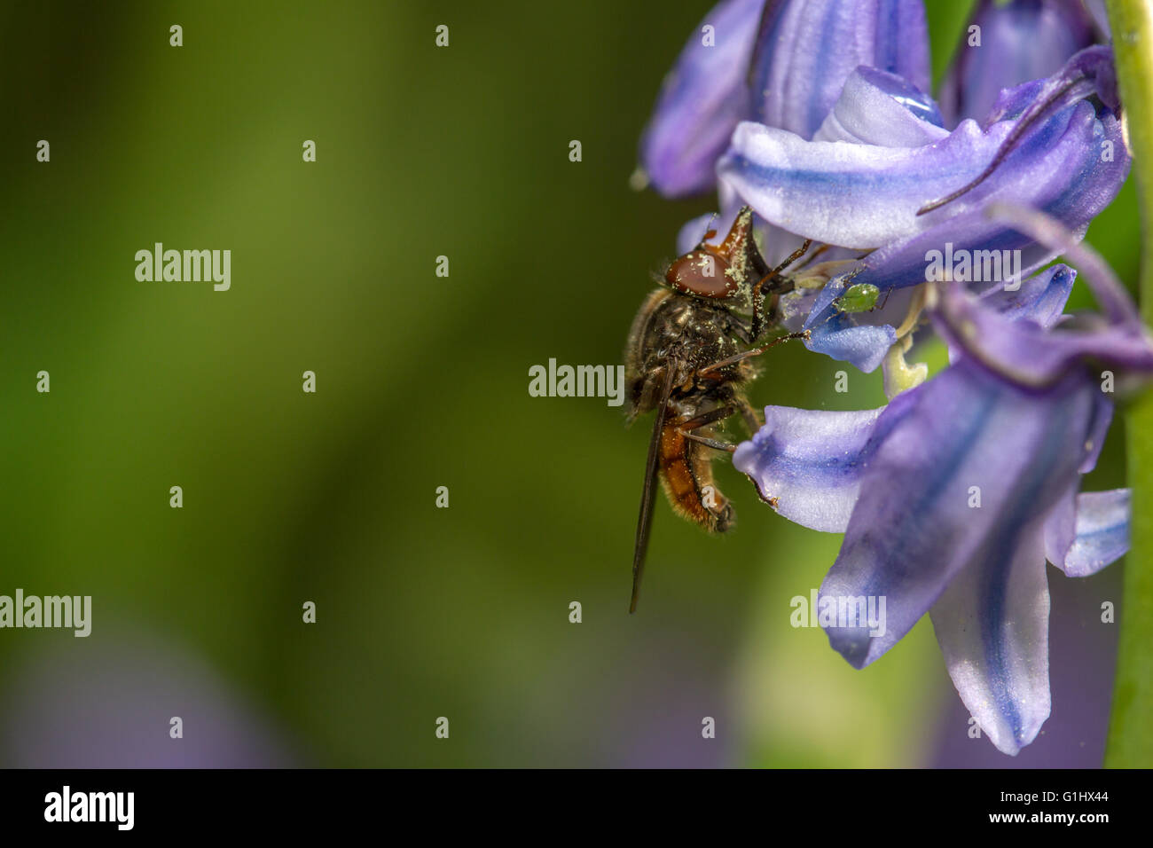 Rhingia Campestris High Resolution Stock Photography and Images - Alamy
