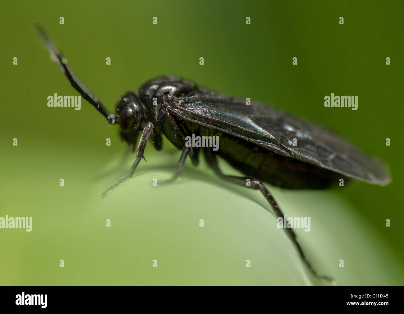 Female St Mark's Fly (Bibio marci) on a bluebell leaf Stock Photo - Alamy