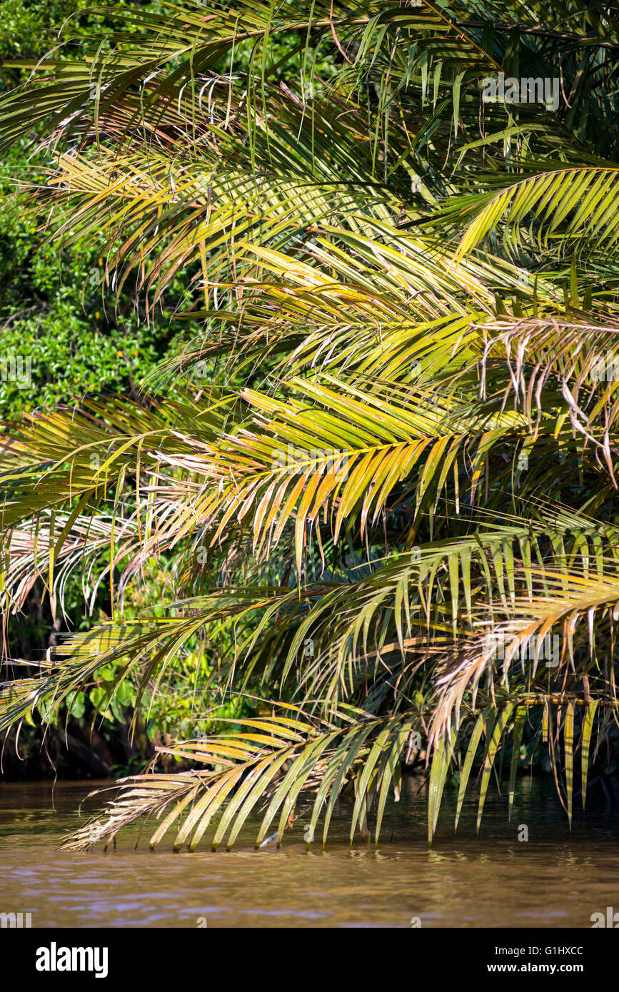 Nipa palms hi-res stock photography and images - Alamy