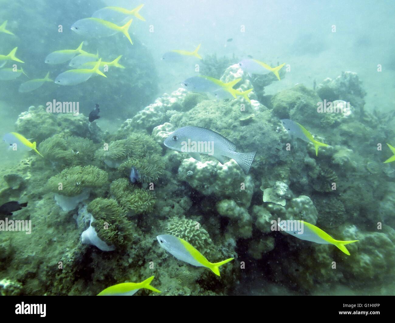 Batu Batu Island Pulau Tengah Malaysia tropical underwater marine life ...