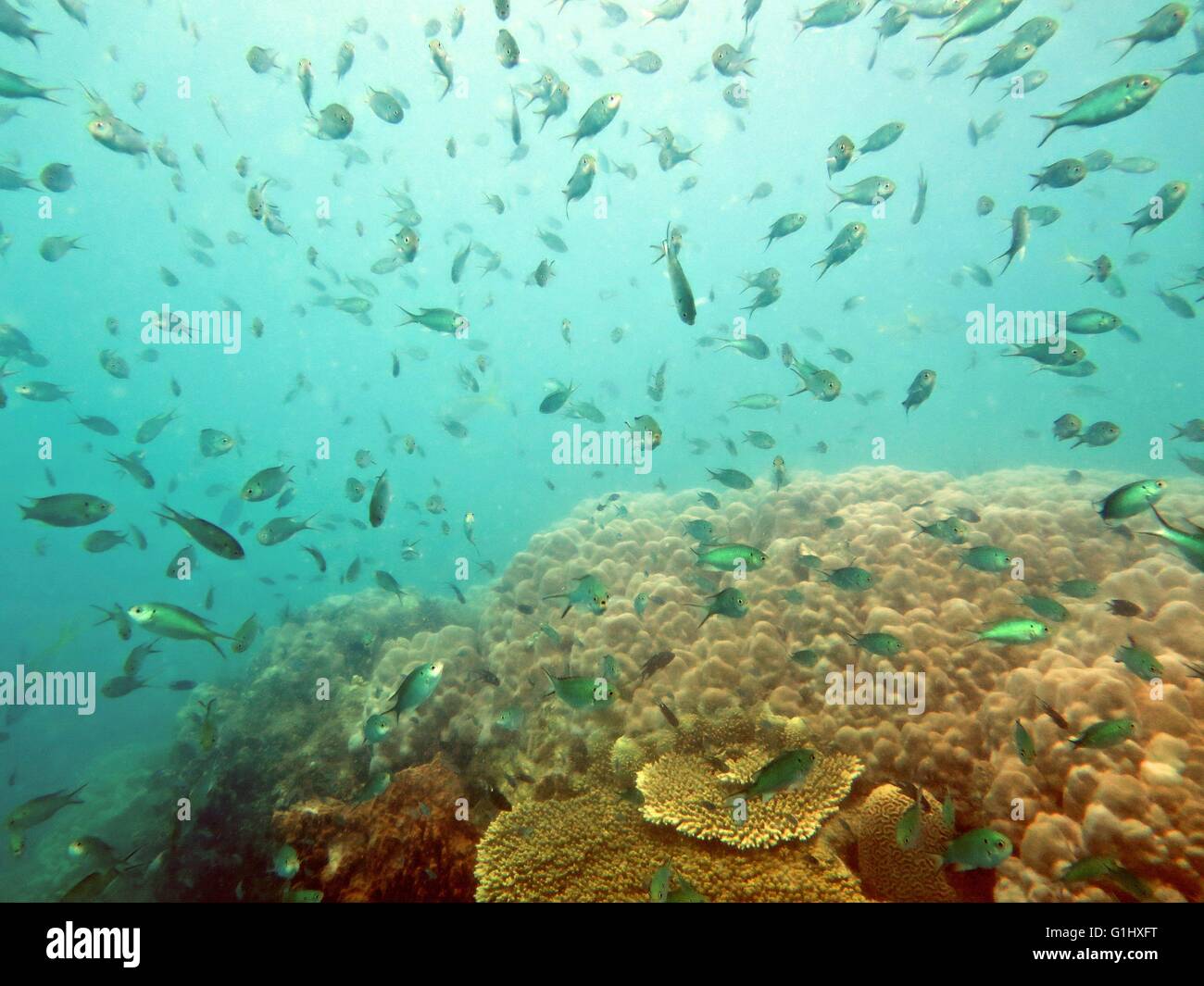 Batu Batu Island Pulau Tengah Malaysia tropical underwater marine life ...