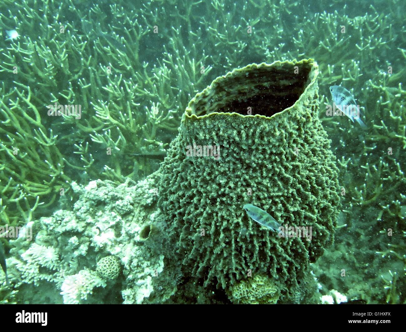Batu Batu Island Pulau Tengah Malaysia tropical underwater marine life ...