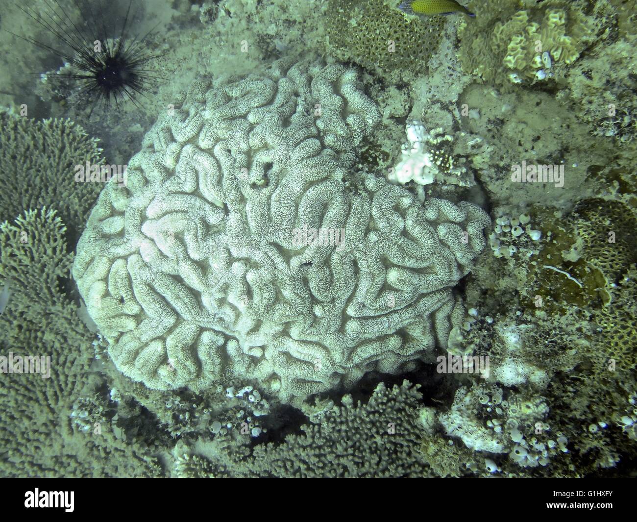 Batu Batu Island Pulau Tengah Malaysia tropical underwater marine life ...