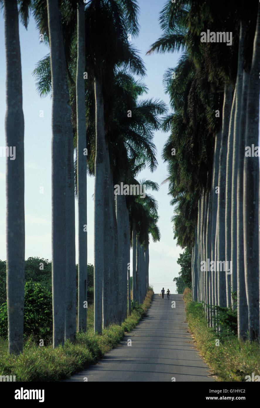 Country Road With Palm Trees High Resolution Stock Photography and ...